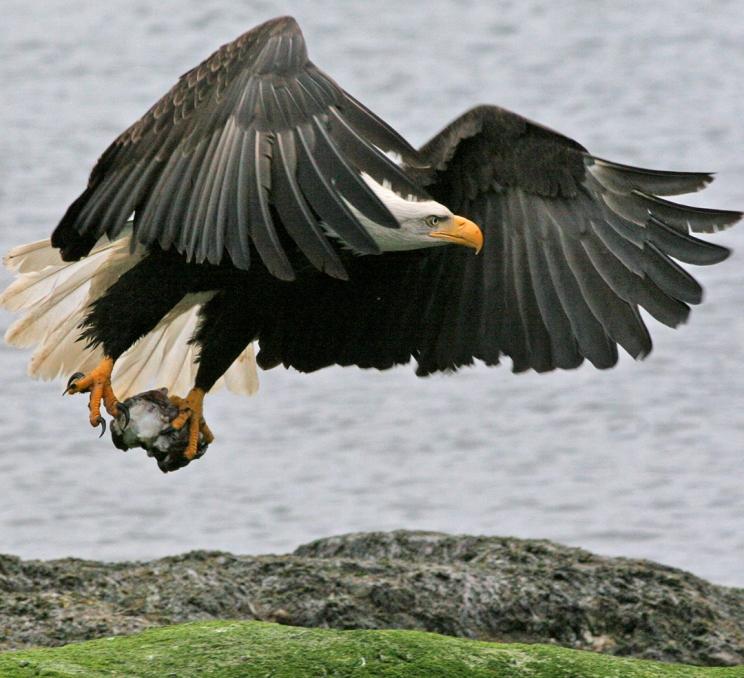 Wildlife Watching in Greater Victoria | Blog