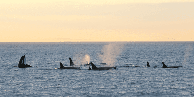 Indigenous Culture in Victoria, BC | Tourism Victoria