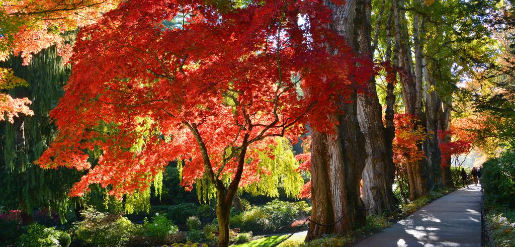 Fall for Fall in Victoria, B.C. - Tourism Victoria