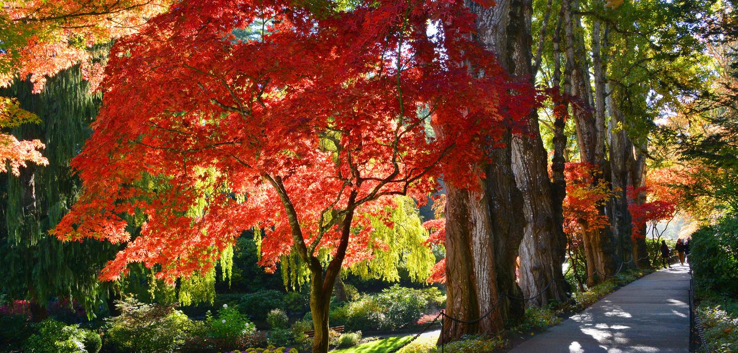 Fall for Fall in Victoria, B.C. | Blog