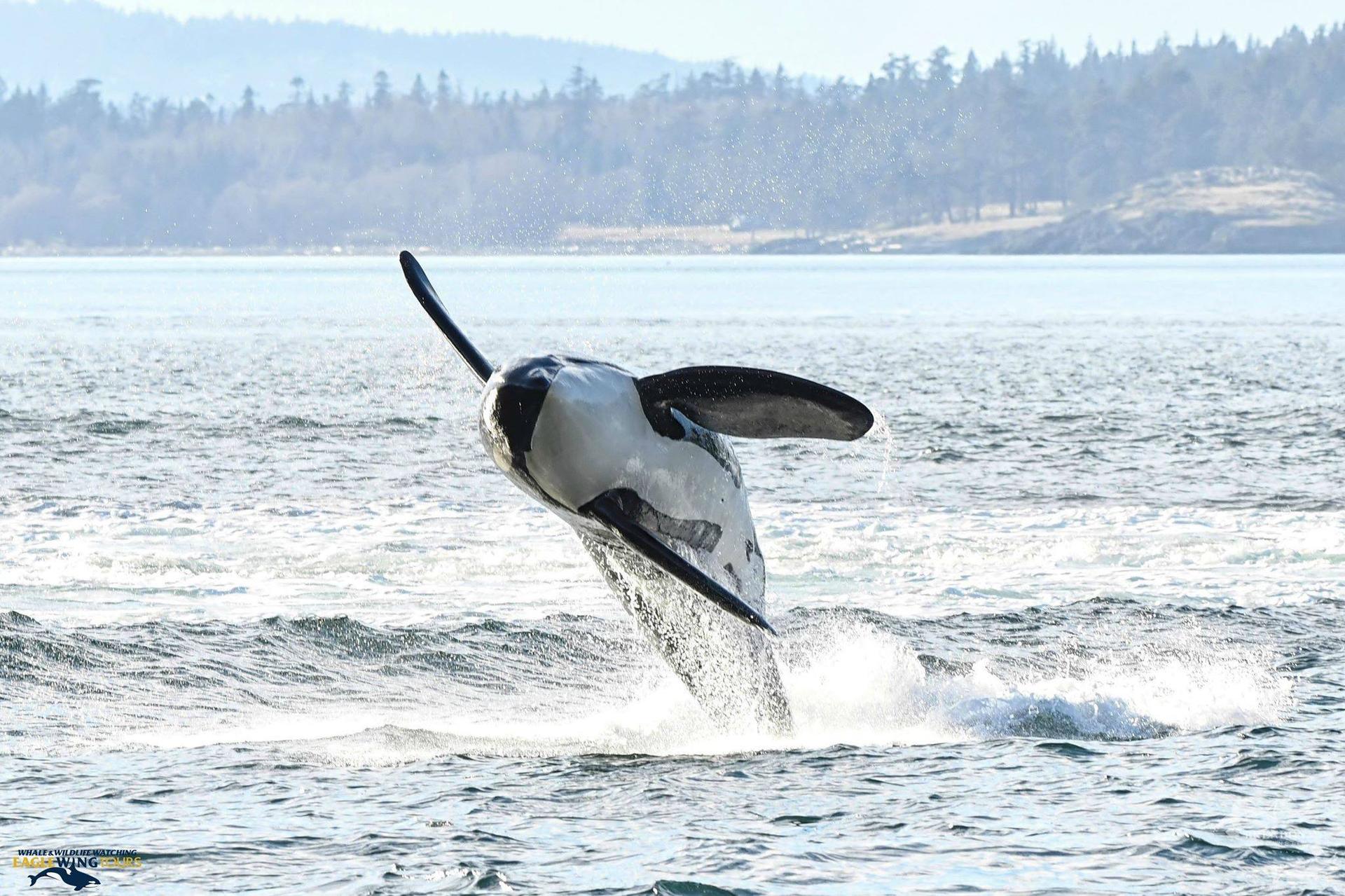 Solo Travel in Victoria, BC | Blog