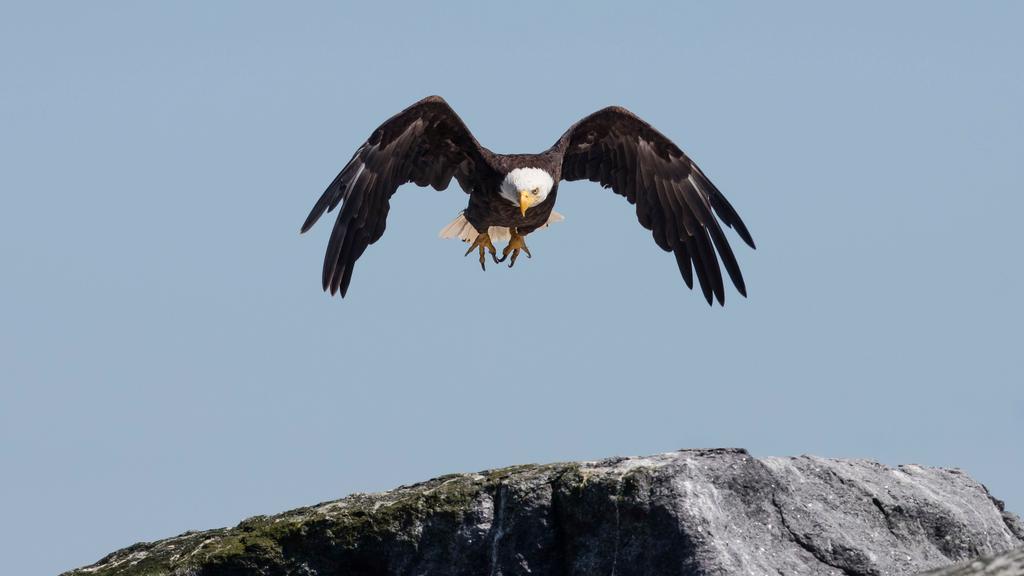 Your Guide to Eagle Watching in Goldstream Provincial Park | Blog