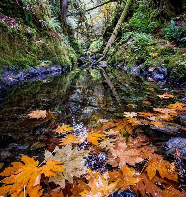 Top Places to See Fall Foliage Around Greater Victoria | Blog