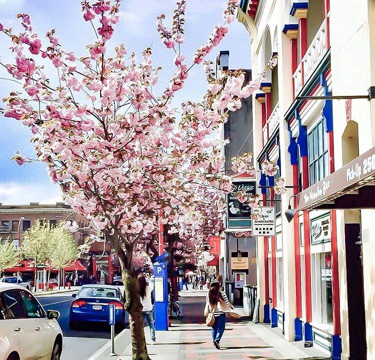 How to Experience Victoria's Iconic Cherry Blossom Season | Blog