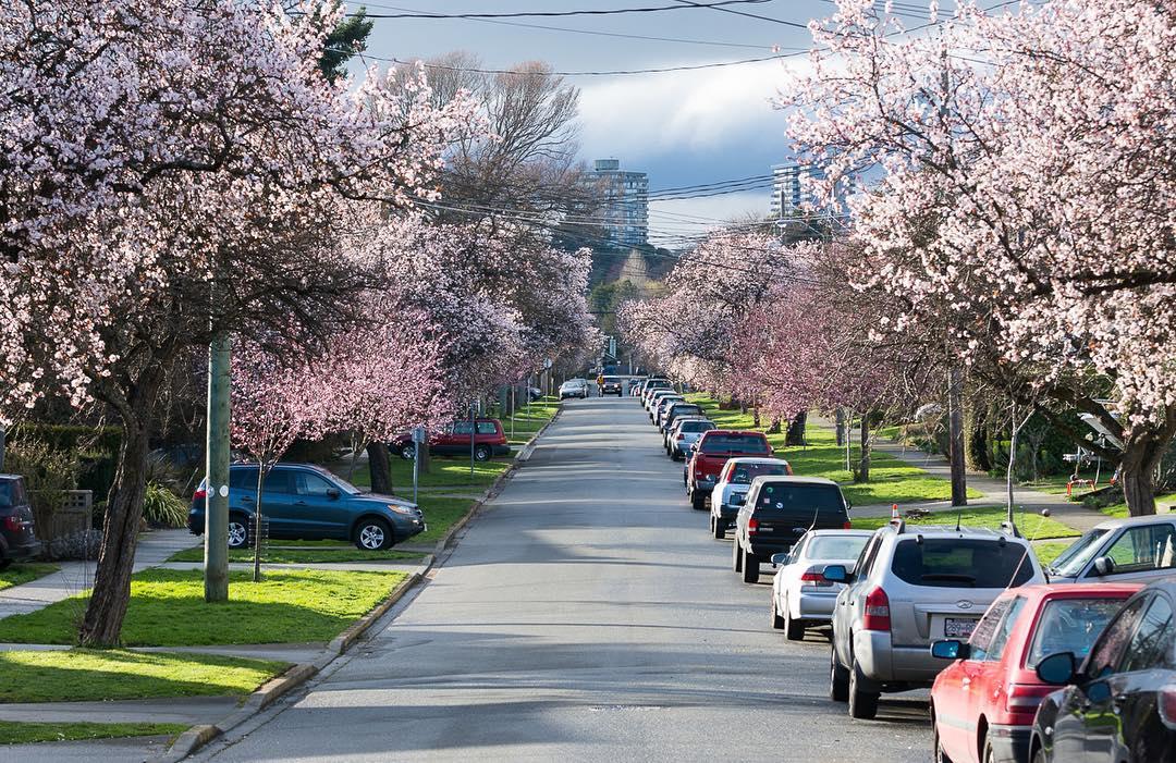How to Experience Victoria's Iconic Cherry Blossom Season | Blog