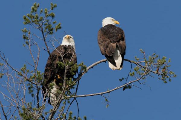 Your Guide to Eagle Watching in Goldstream Provincial Park | Blog