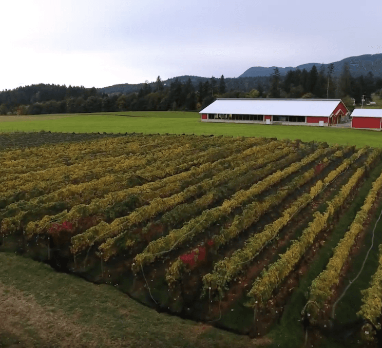 A Guide to the Cowichan Valley Wine Region | Blog