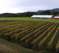 A Guide to the Cowichan Valley Wine Region | Blog