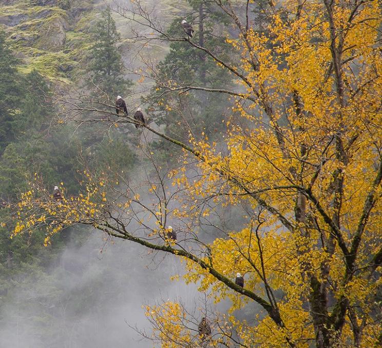 Your Guide to Eagle Watching in Goldstream Provincial Park | Blog