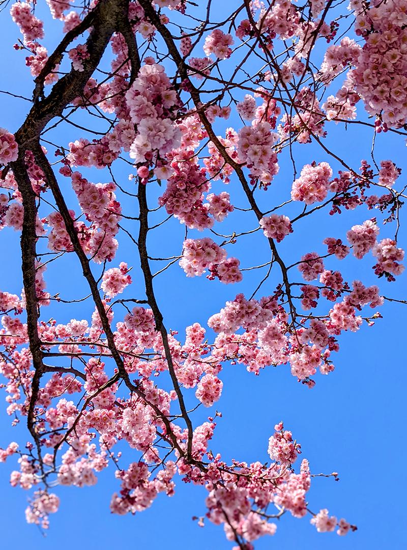 Maximum Express | Victoria, BC