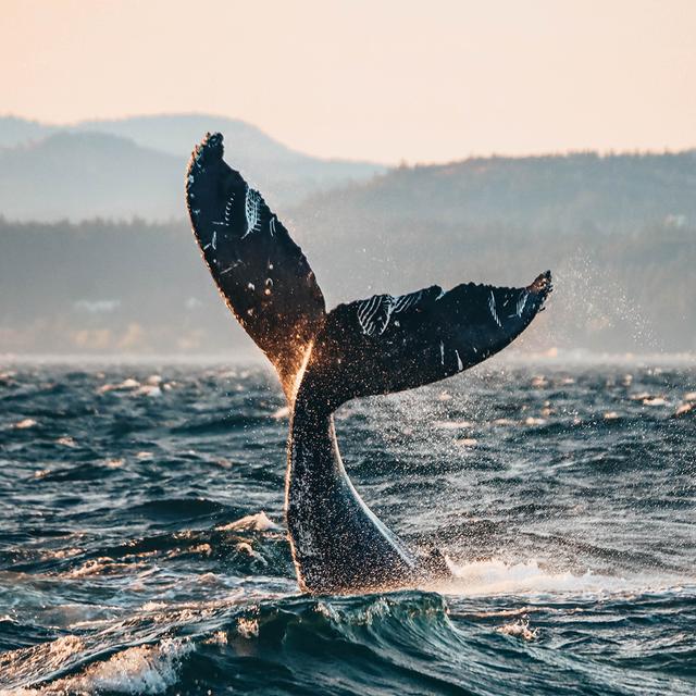 Official Victoria BC Vacation & Travel Guide | Tourism Victoria